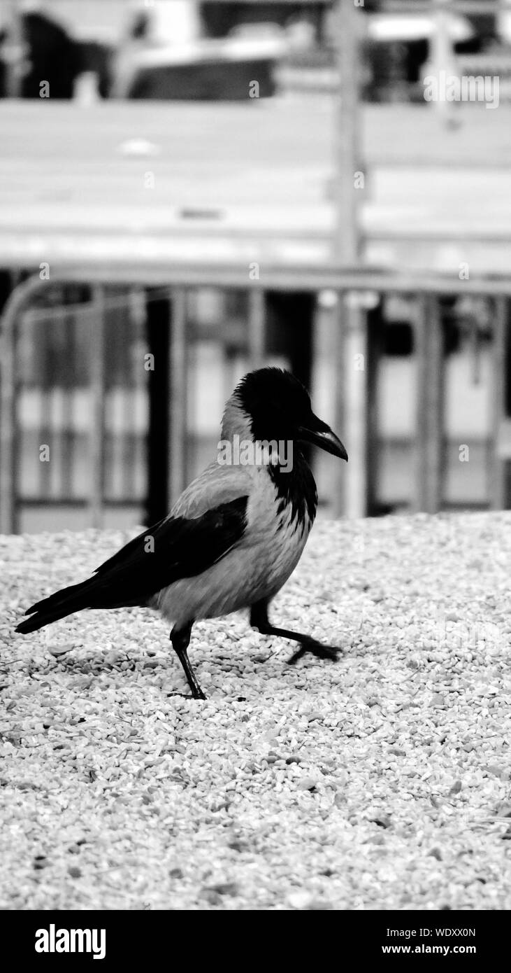 Magpie walking hi-res stock photography and images - Alamy