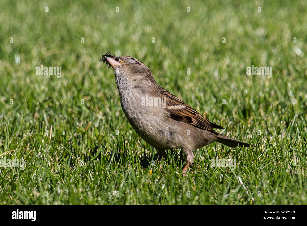 Eating insects hi-res stock photography and images - Alamy