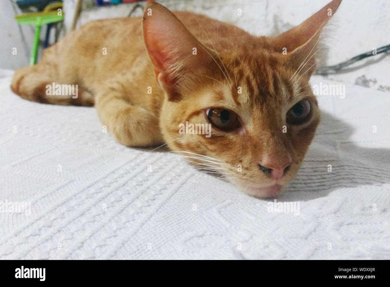 Ginger cat on white hi-res stock photography and images - Alamy