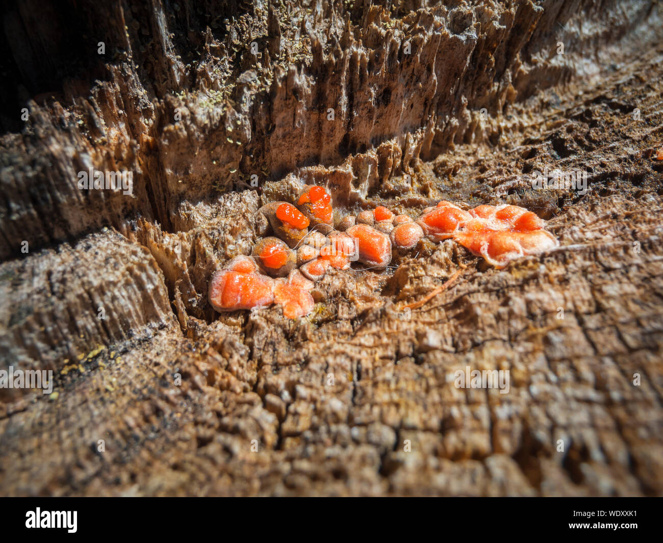 Orange Fungus Tree High Resolution Stock Photography and Images - Alamy