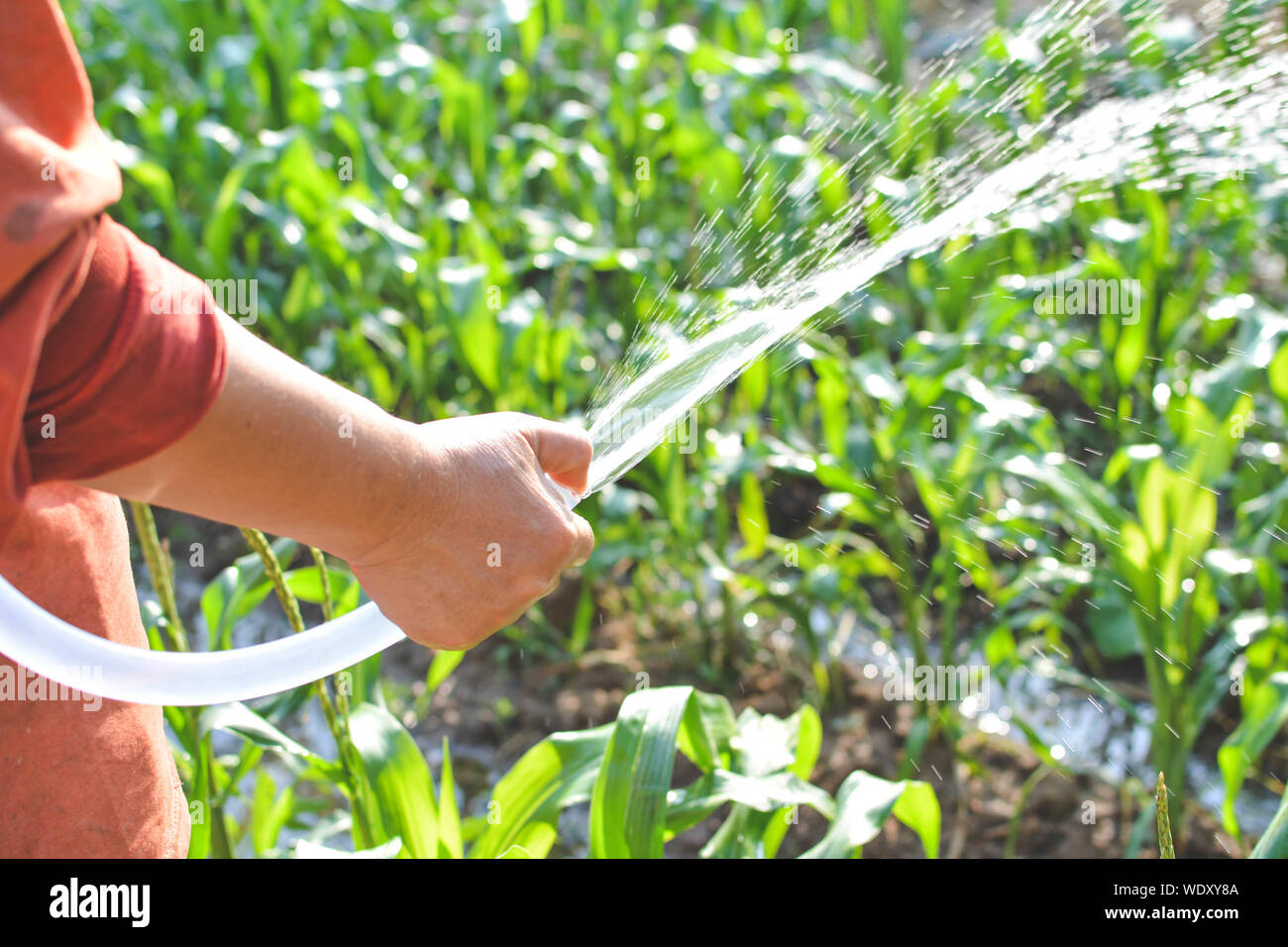 Hand spraying hi-res stock photography and images - Alamy
