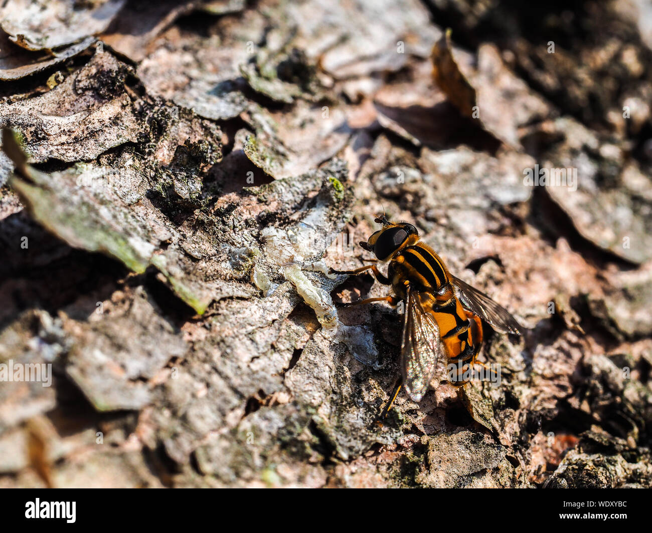 Bee tree hi-res stock photography and images - Alamy
