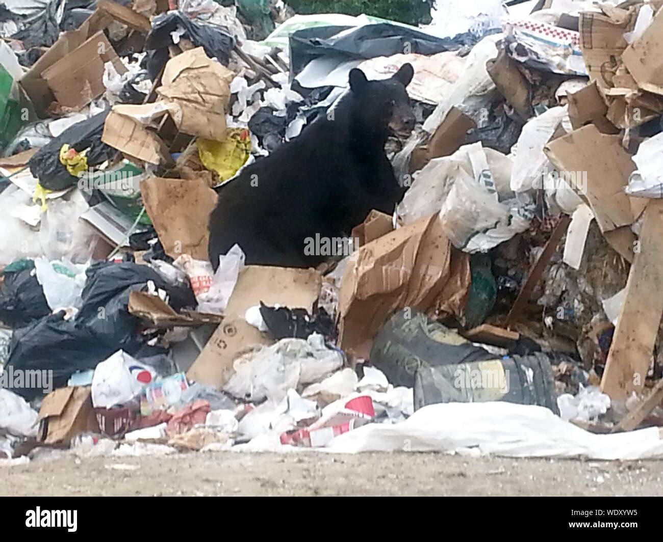 Messy environment hi-res stock photography and images - Alamy