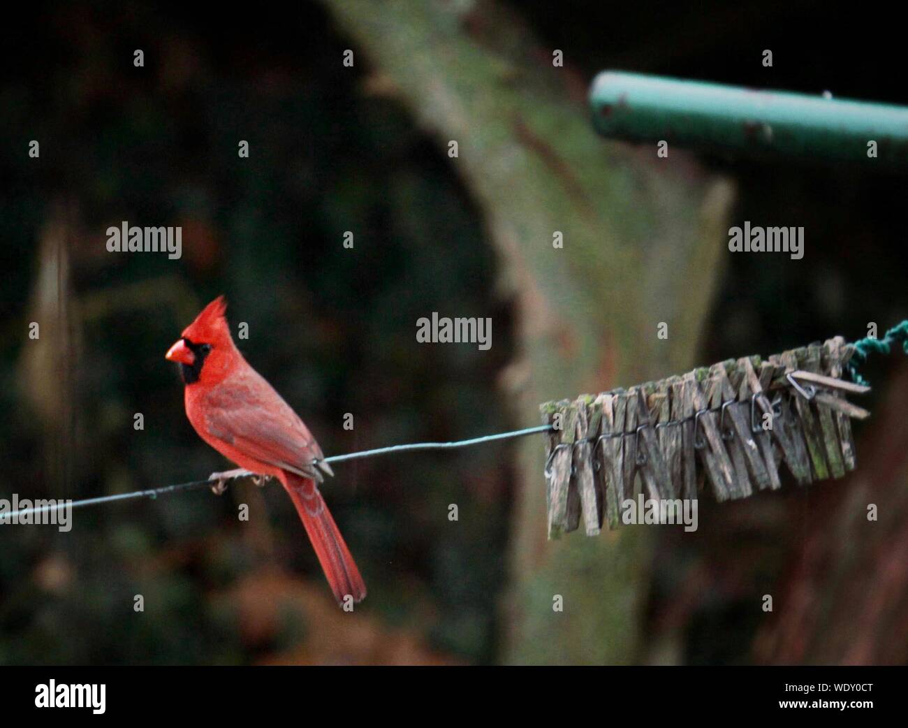 Clothes bird hi-res stock photography and images - Alamy