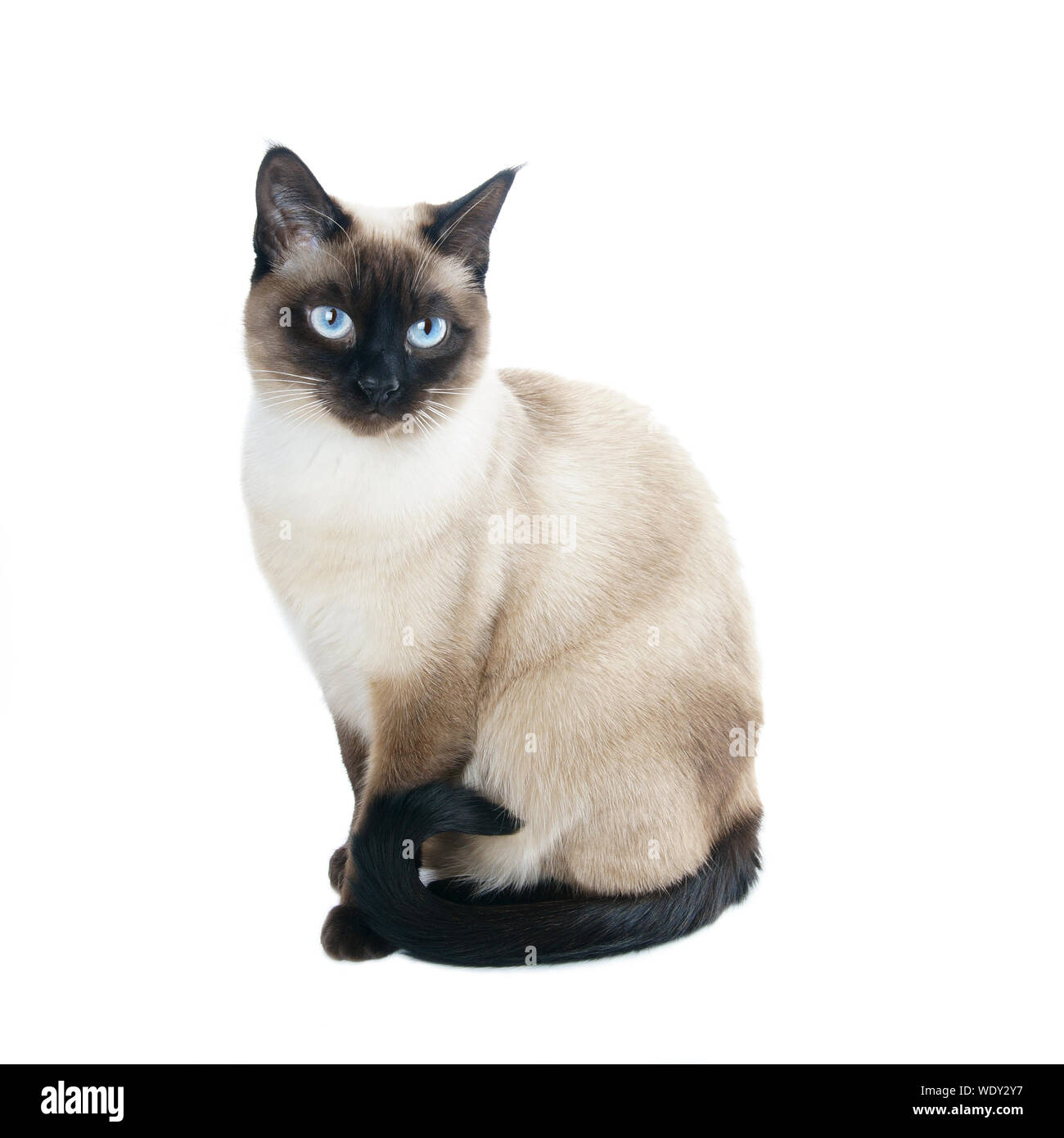 Blue point cat hi-res stock photography and images - Alamy