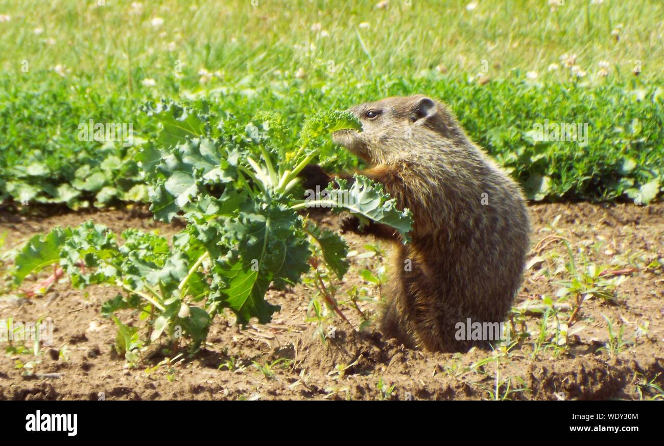 Woodchuck eating hi-res stock photography and images - Alamy