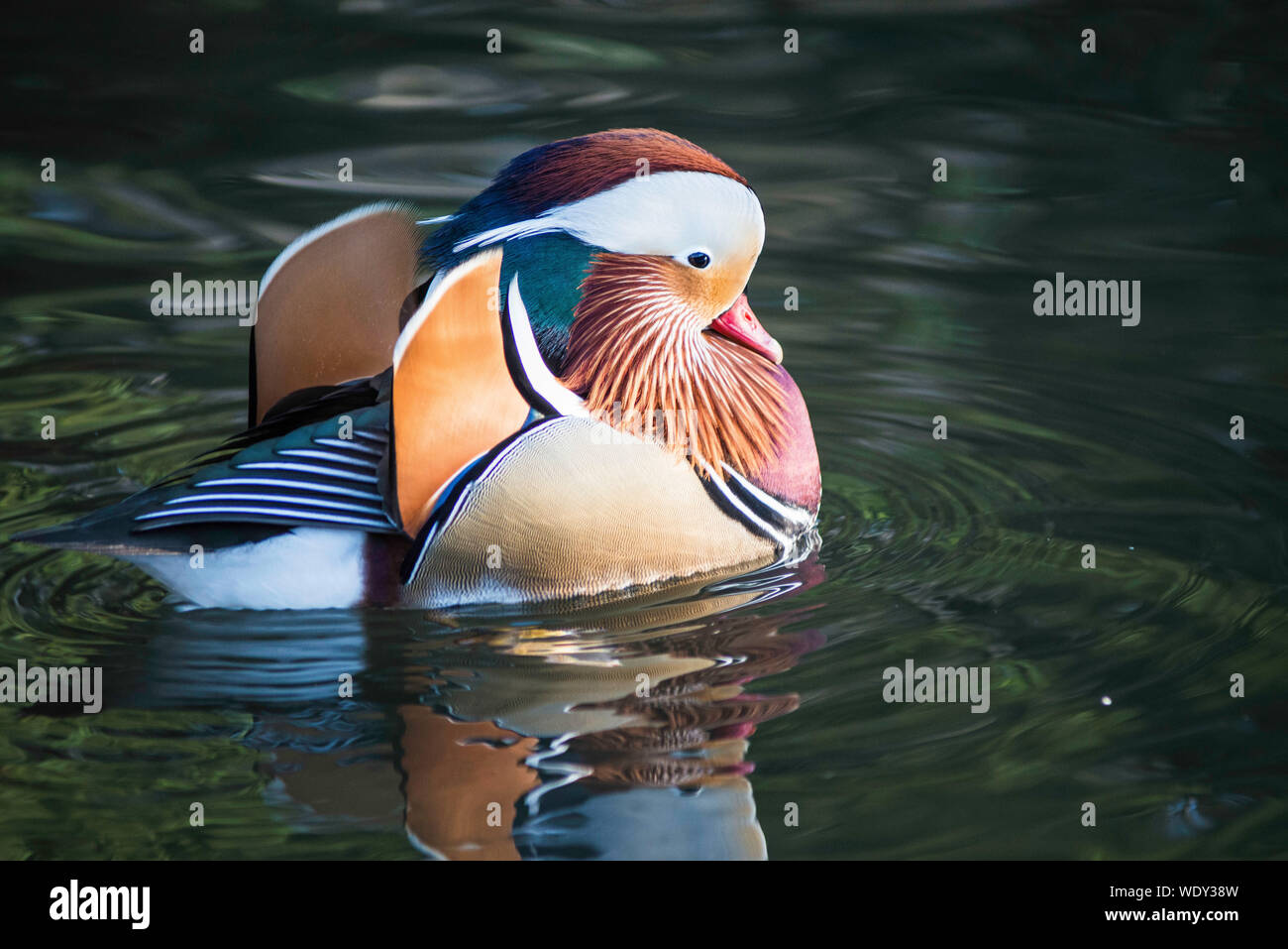 Mandarin duck swimming hi-res stock photography and images - Alamy