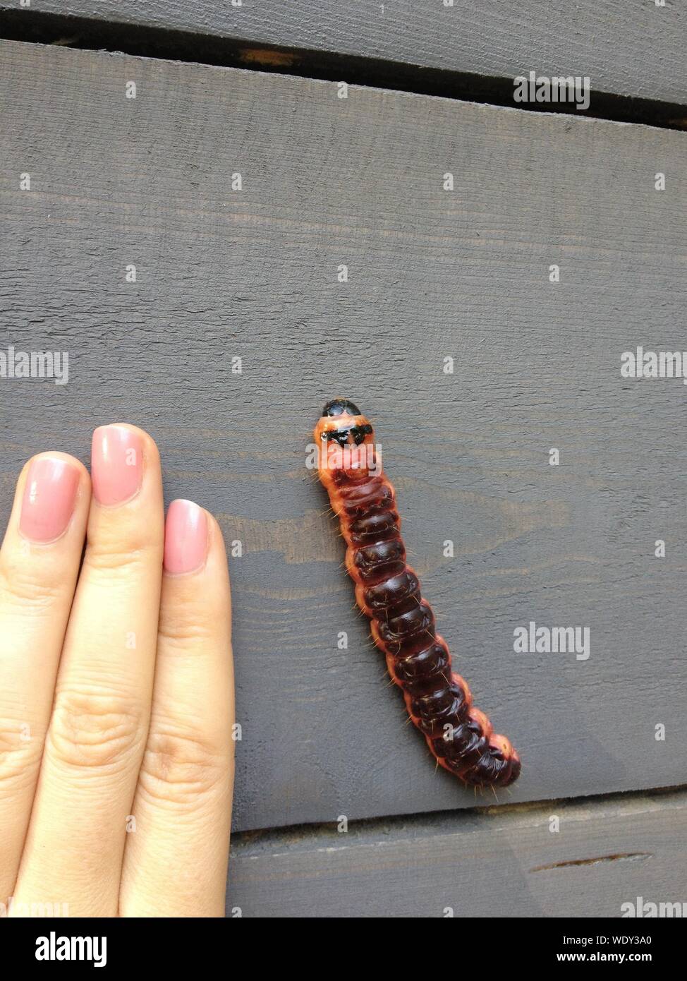 Human caterpillar hi-res stock photography and images - Alamy