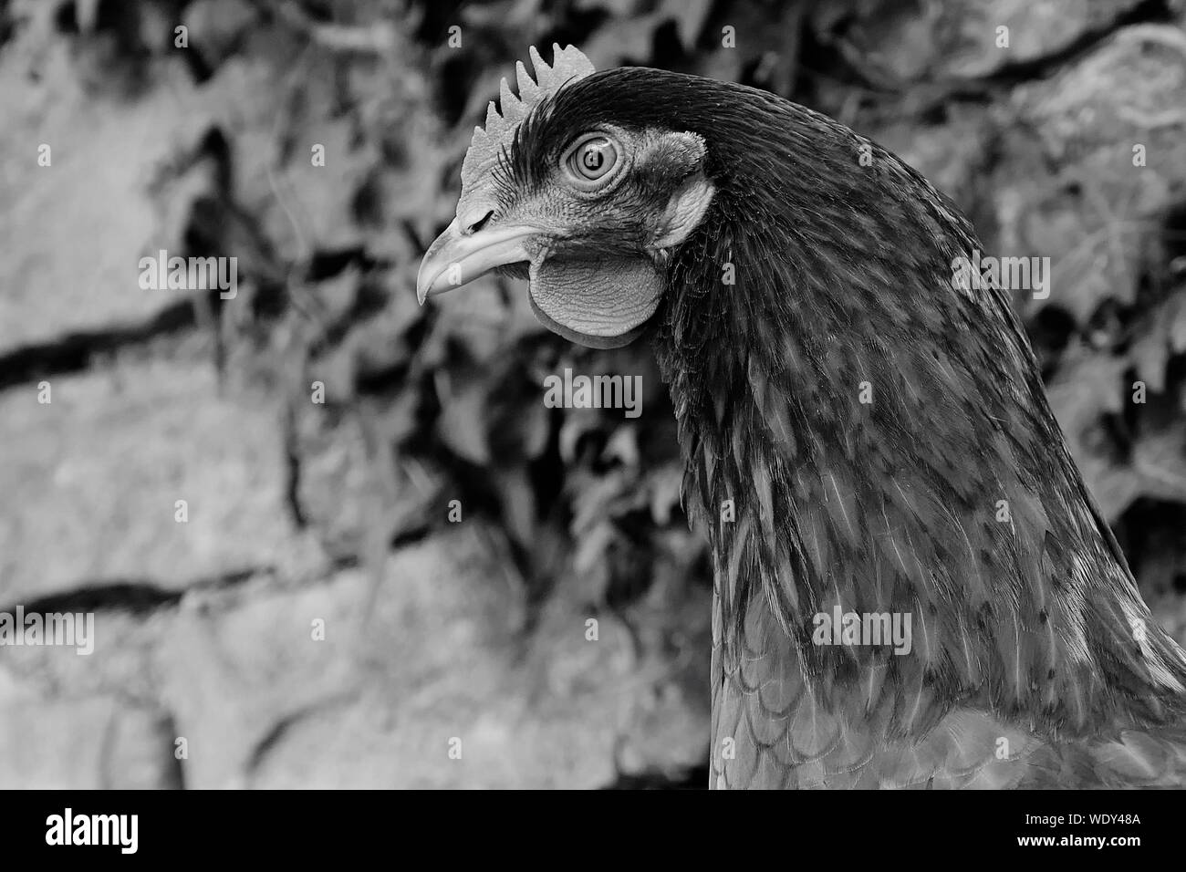 Side profile chicken hi-res stock photography and images - Alamy