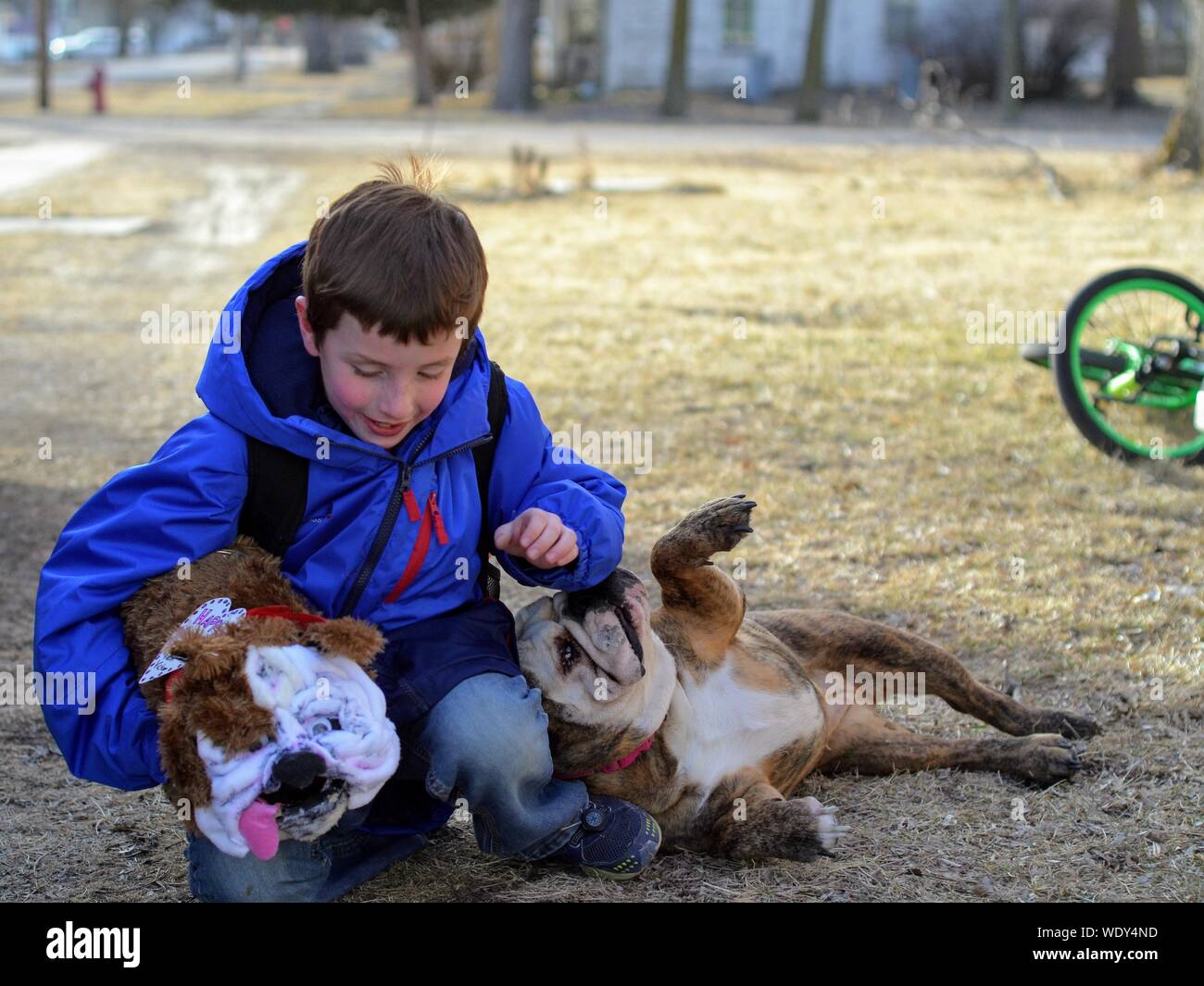 Happy Bulldog High Resolution Stock Photography and Images - Alamy