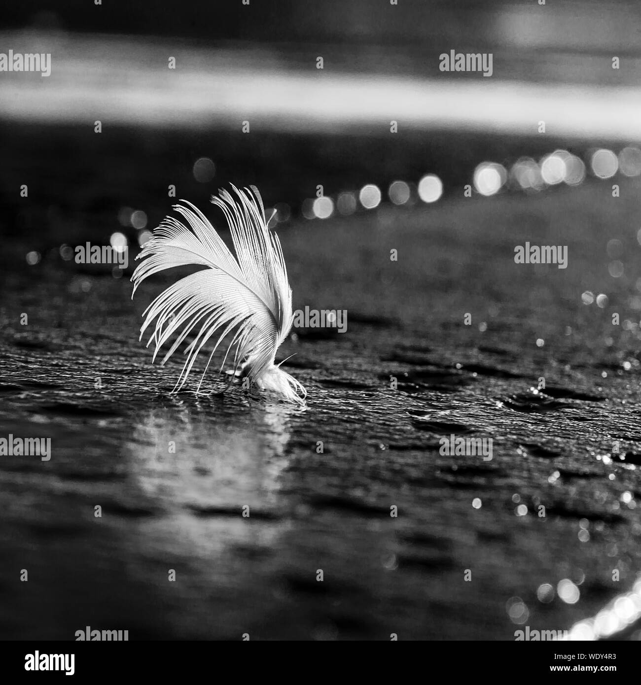 Feather and water hi-res stock photography and images - Alamy