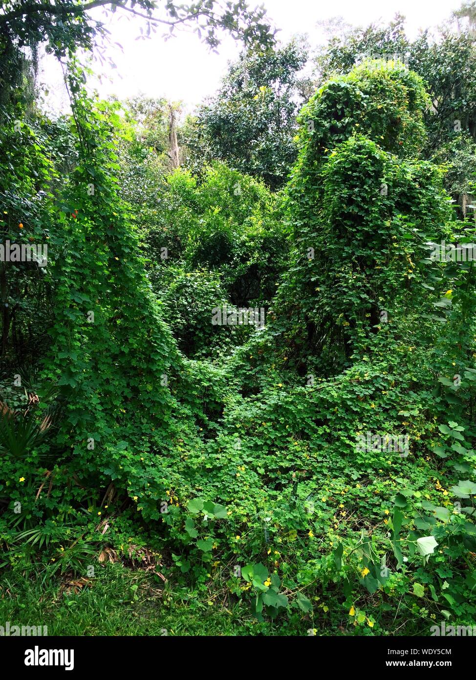 Overgrown by plants hi-res stock photography and images - Alamy