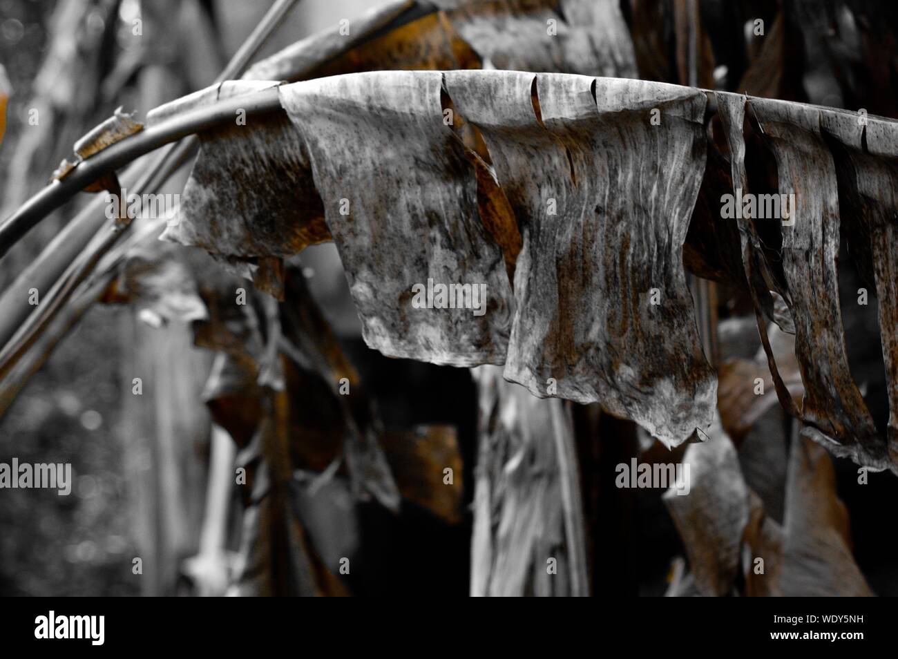 Dried Banana Leaf High Resolution Stock Photography and Images - Alamy