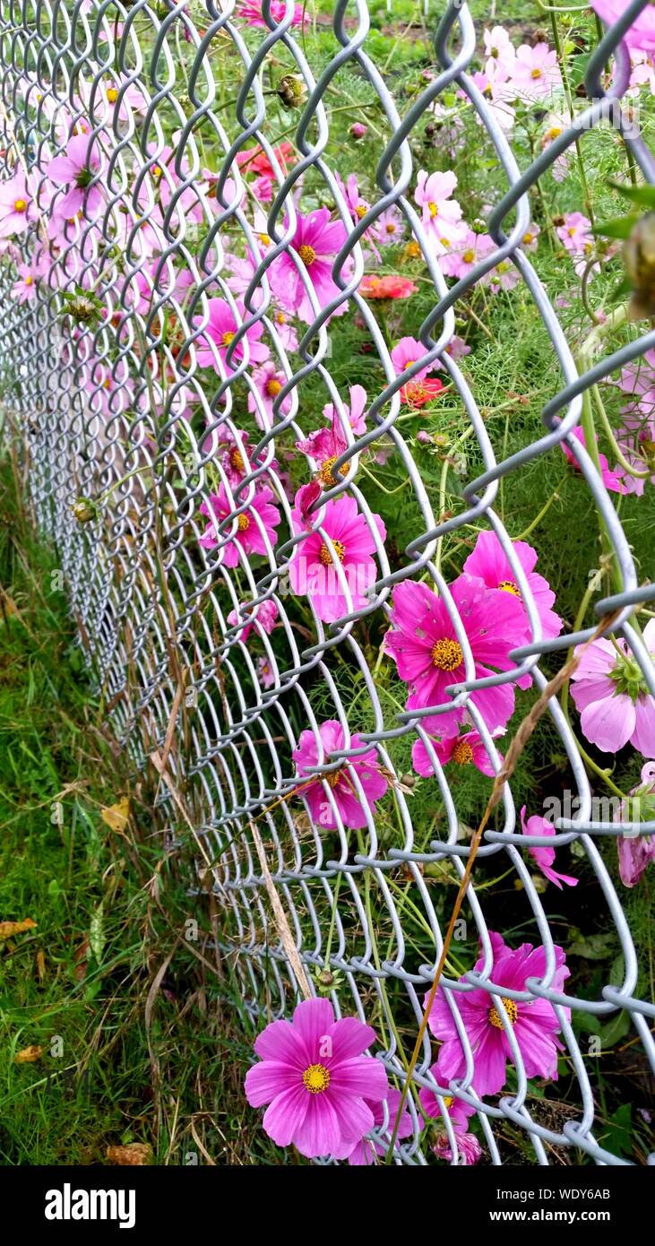 Flowers chain hi-res stock photography and images - Alamy