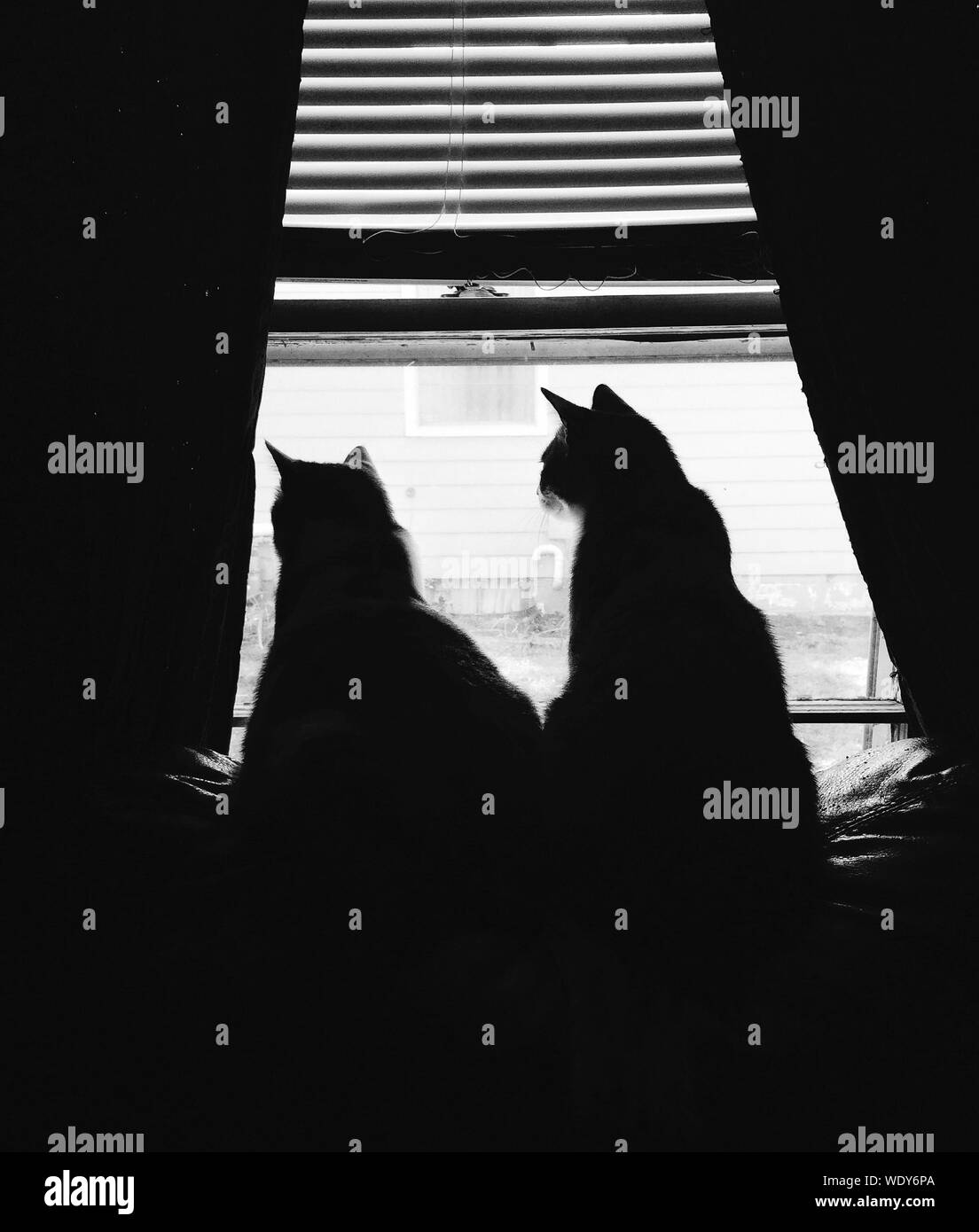 Silhouette cat sitting window hi-res stock photography and images - Alamy