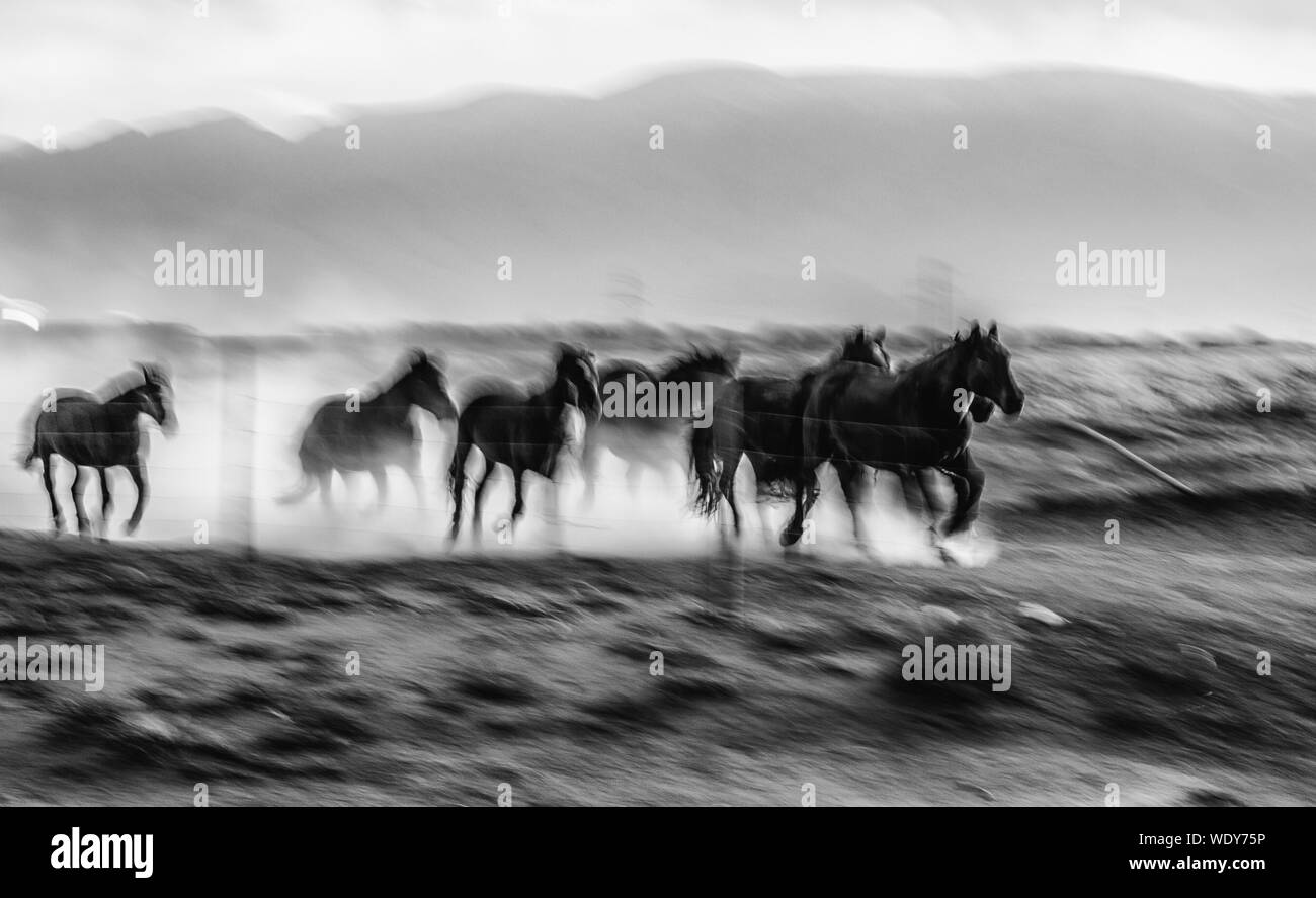 Running landscape horses Black and White Stock Photos & Images - Alamy