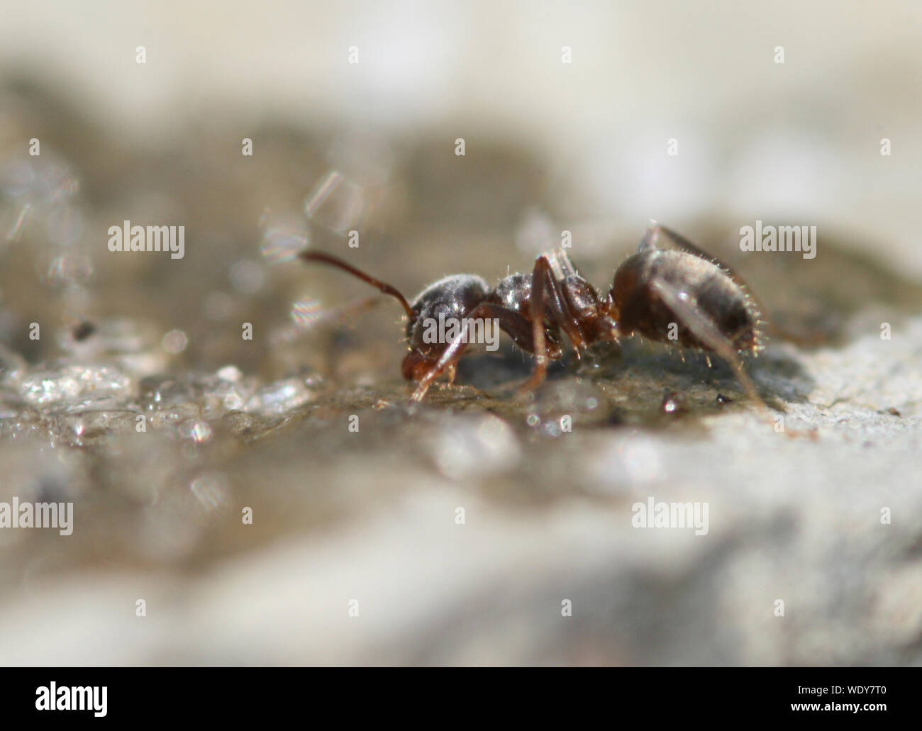 Ant rock hi-res stock photography and images - Alamy