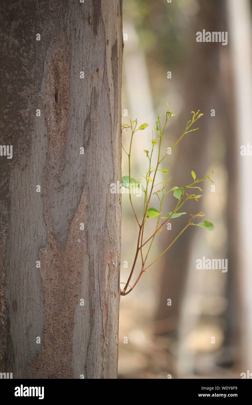 Sprouting leaves hi-res stock photography and images - Alamy