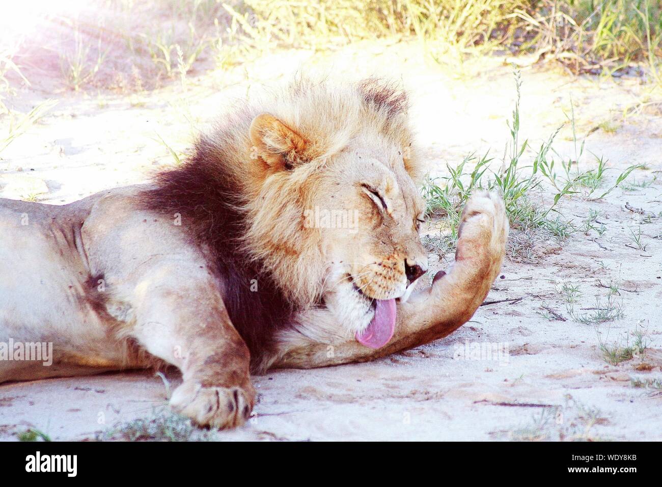 Lion grooming hi-res stock photography and images - Alamy