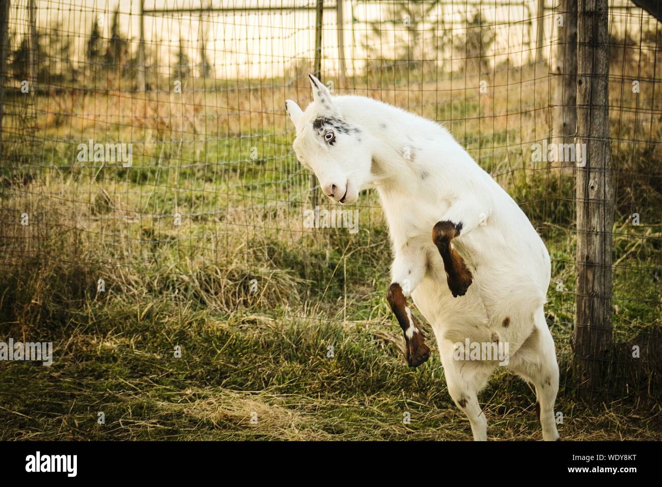 Animal Fence Jumping High Resolution Stock Photography and Images - Alamy