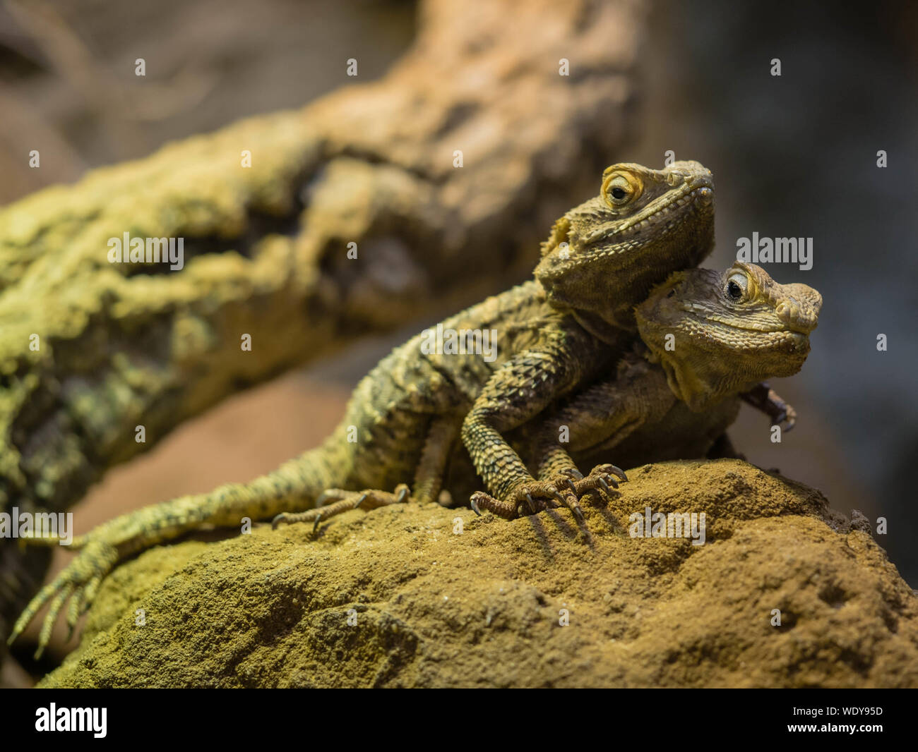 Bearded dragon mating hi-res stock photography and images - Alamy