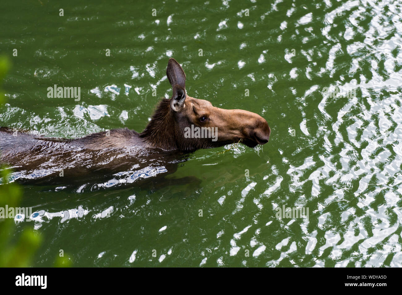 View Of Moose In Water Stock Photo - Alamy