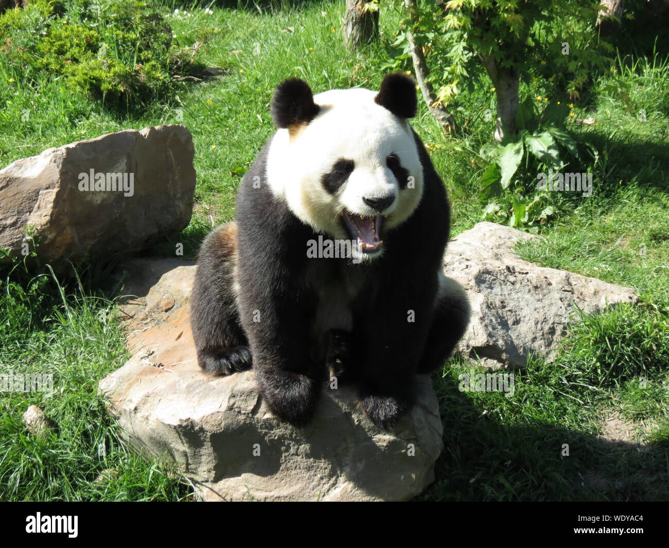 Panda On Rock High Resolution Stock Photography and Images - Alamy