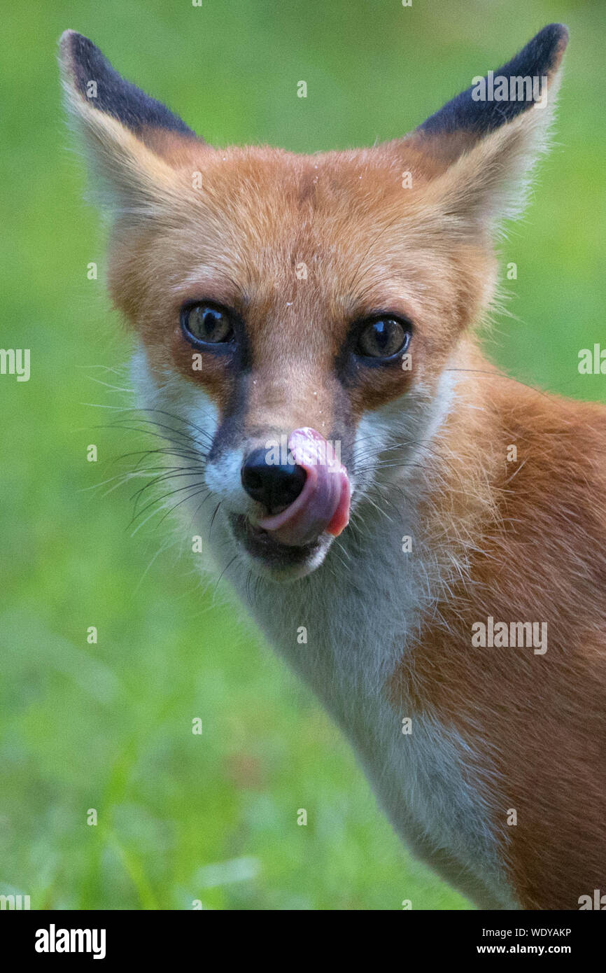 Fox tongue out hi-res stock photography and images - Alamy