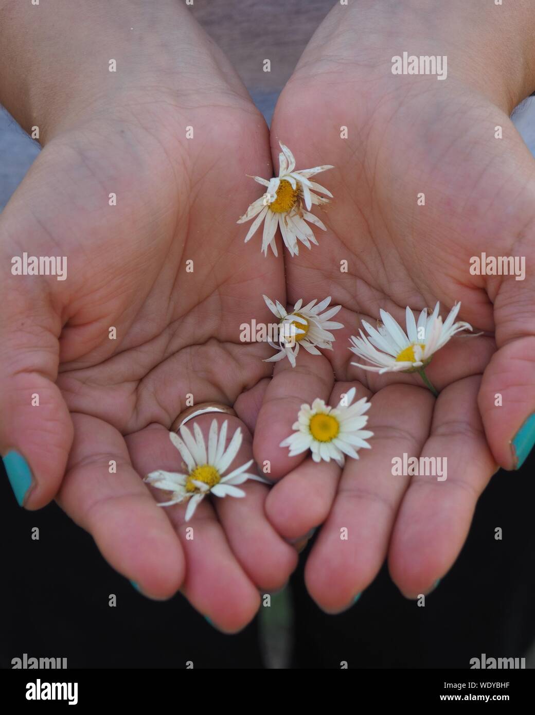Hands holding flowers hi-res stock photography and images - Alamy