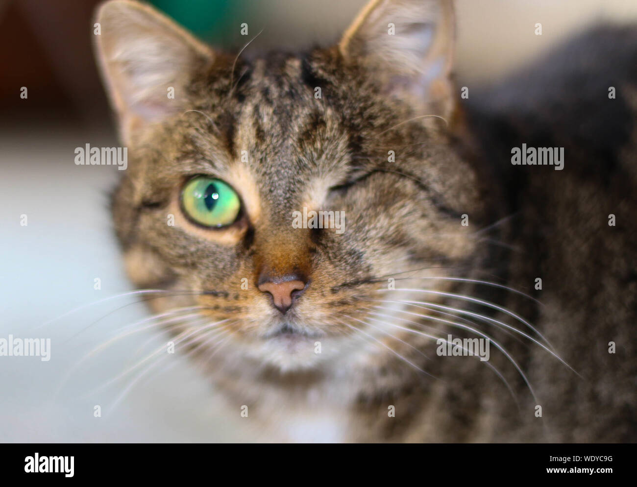 Animals winking hi-res stock photography and images - Alamy