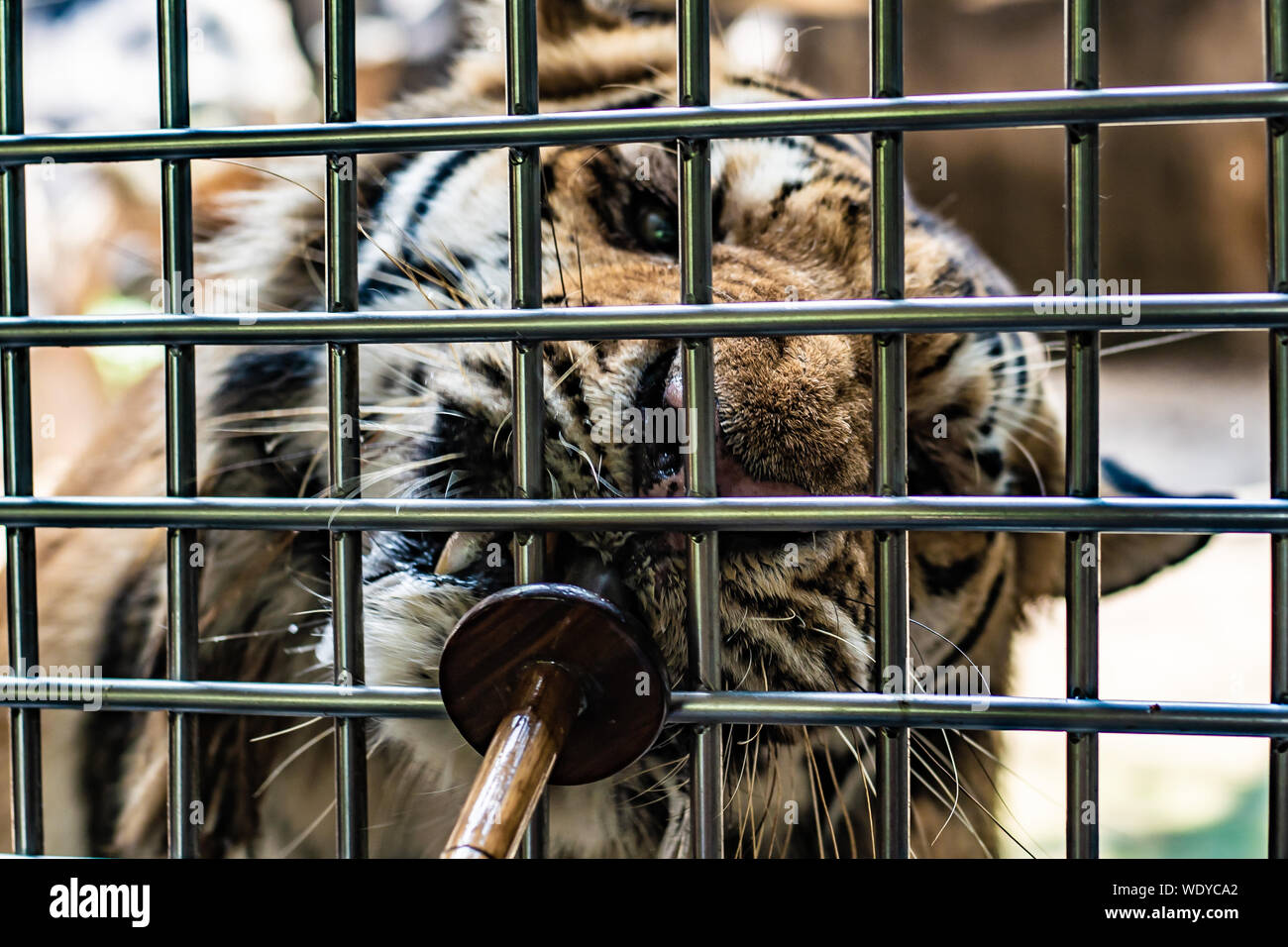 Tiger Cage High Resolution Stock Photography and Images - Alamy
