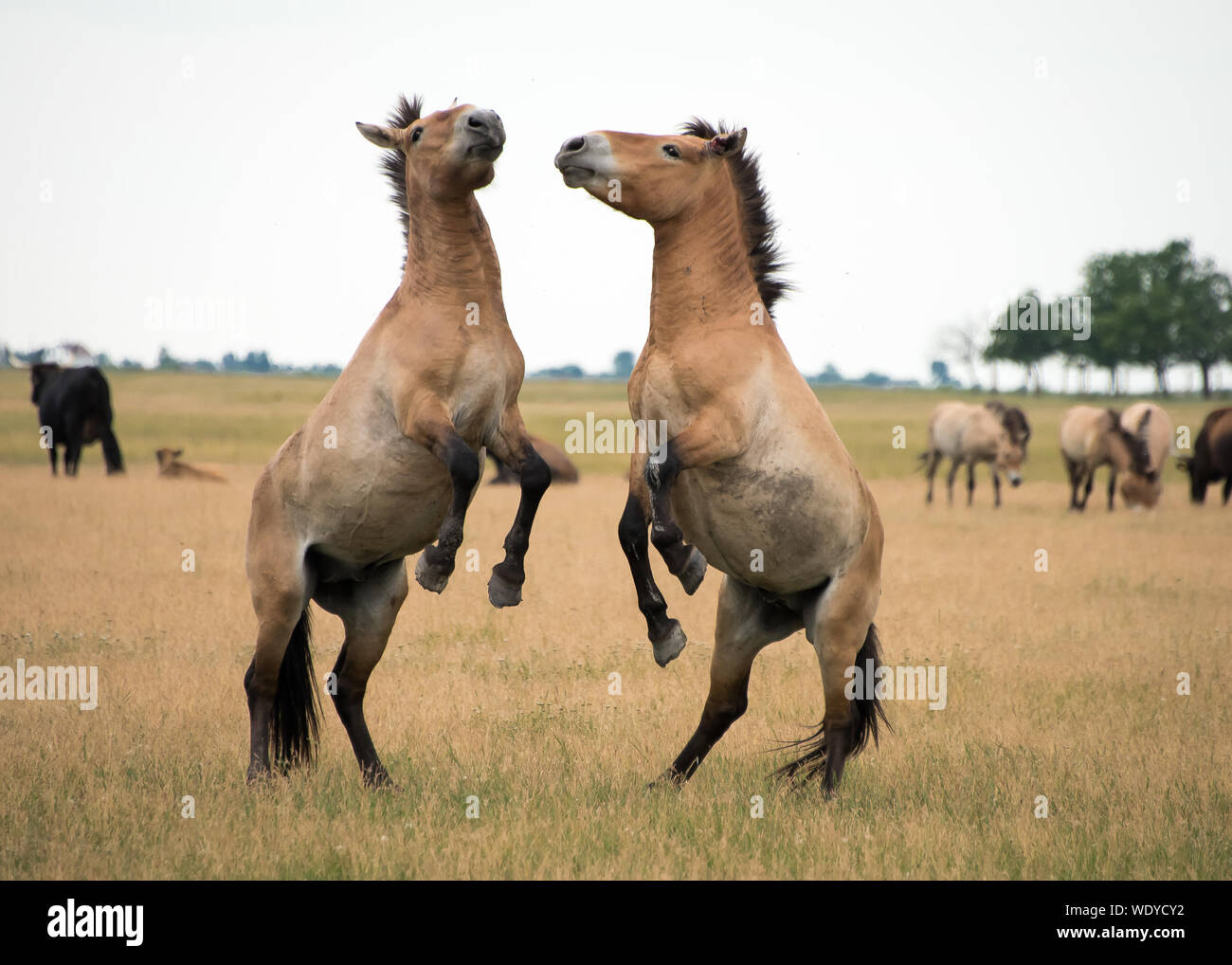 Rearing Horses High Resolution Stock Photography and Images - Alamy