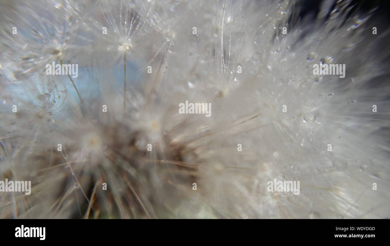 Wet Seed High Resolution Stock Photography and Images - Alamy