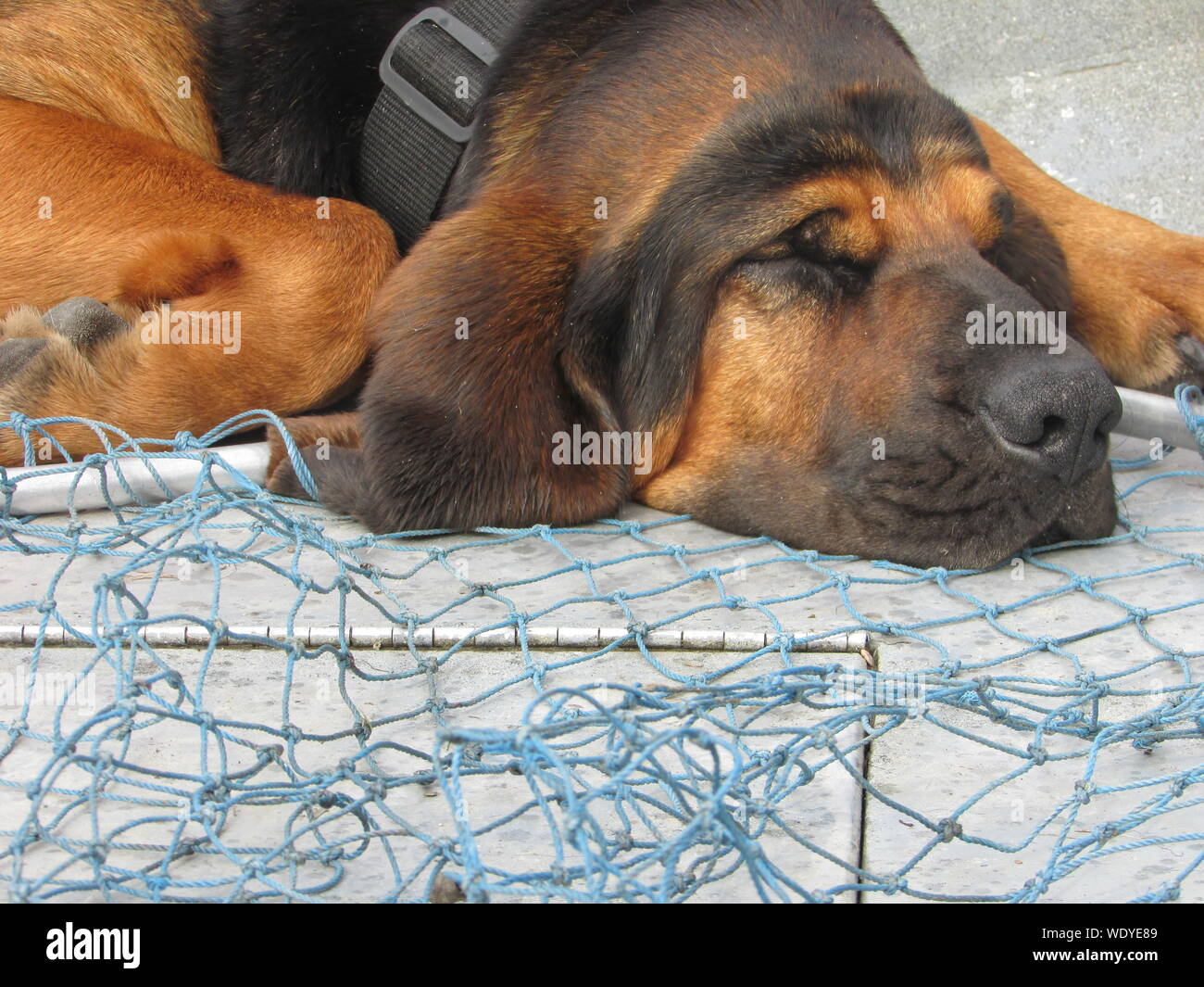 Net dog hi-res stock photography and images - Alamy