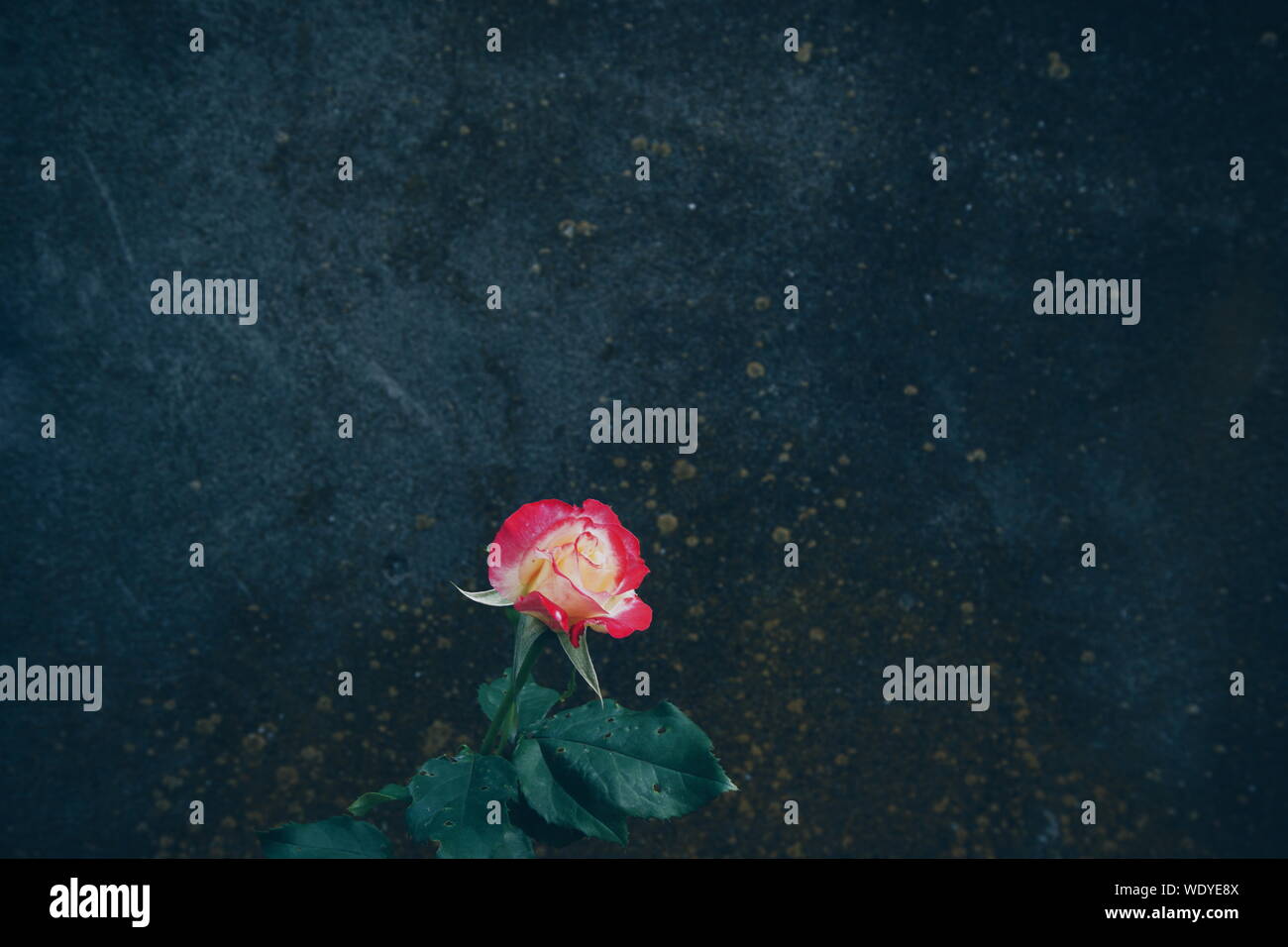 Road rose hi-res stock photography and images - Alamy