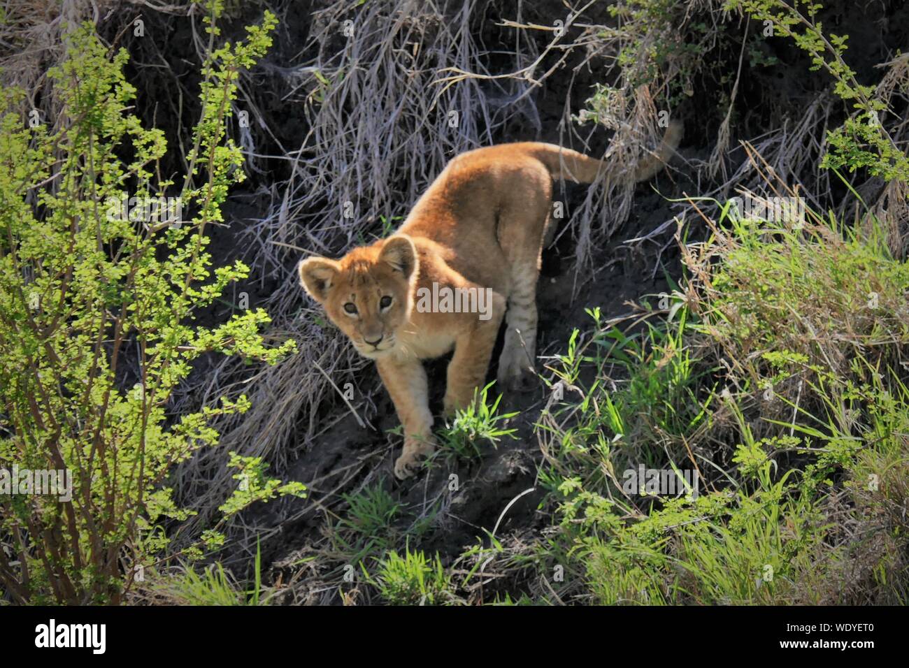 Cub tree hi-res stock photography and images - Alamy