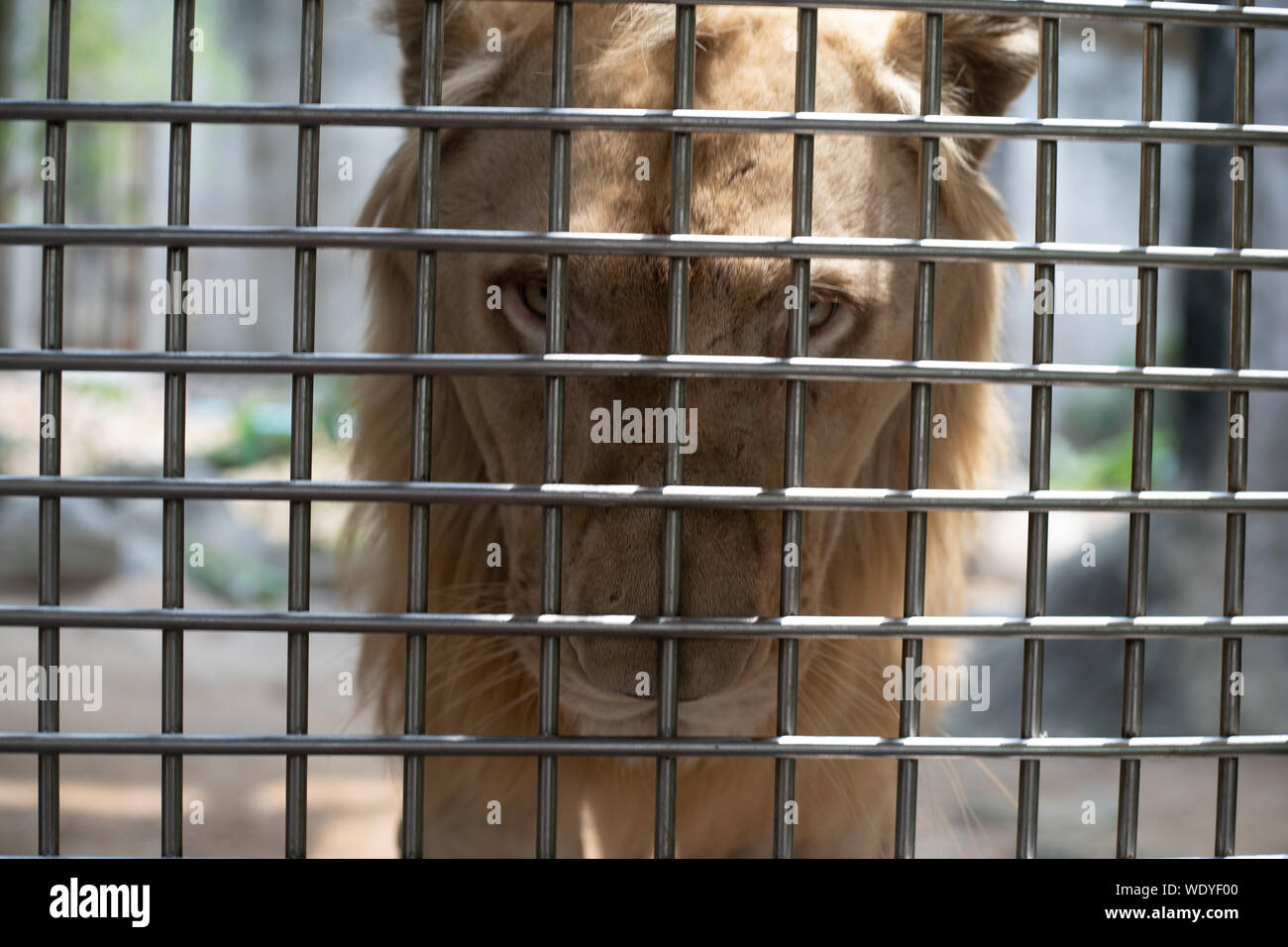 A sad lioness in the cage of the zoo. A lonely lioness is locked up ...