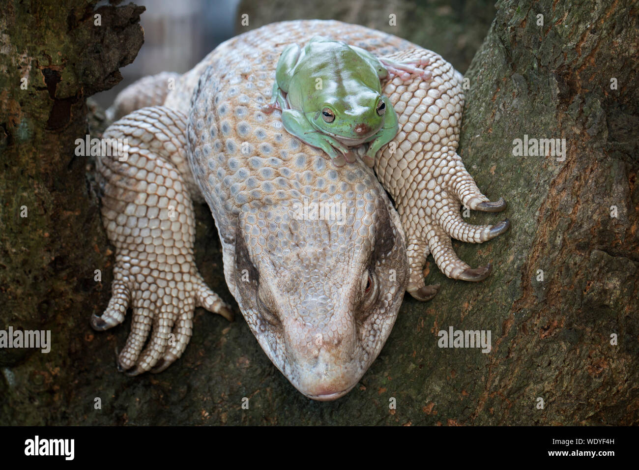 Frog Lizard High Resolution Stock Photography and Images - Alamy