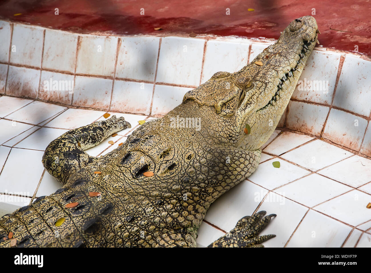 Cage zoo crocodile hi-res stock photography and images - Alamy