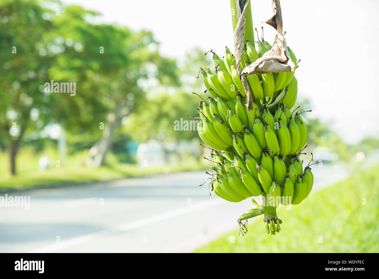 Hanging banana bunch hi-res stock photography and images - Alamy
