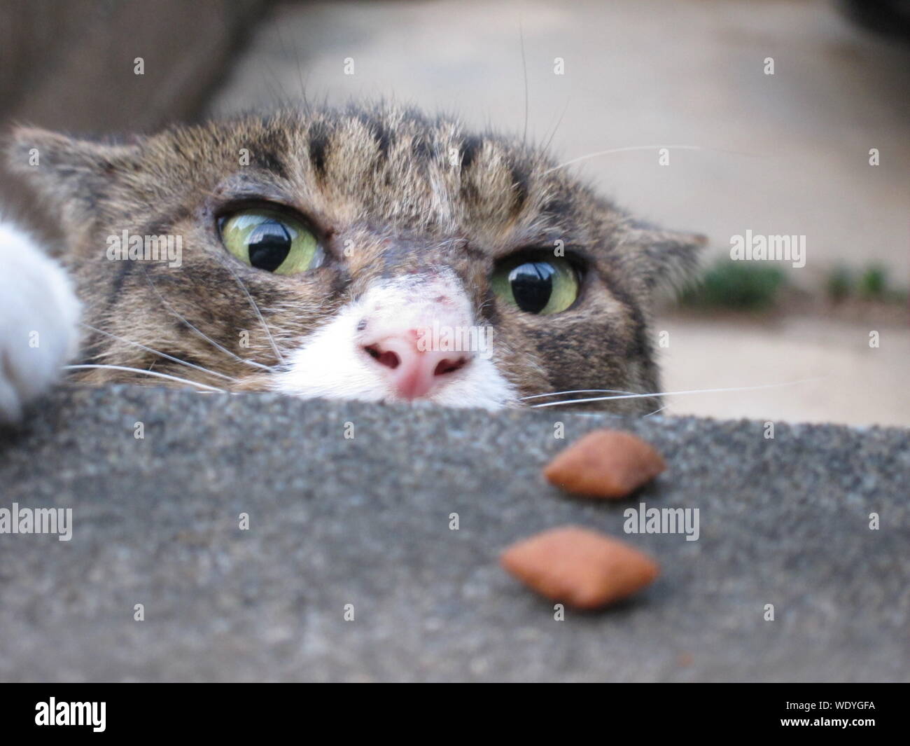 Peeking over wall hi-res stock photography and images - Alamy