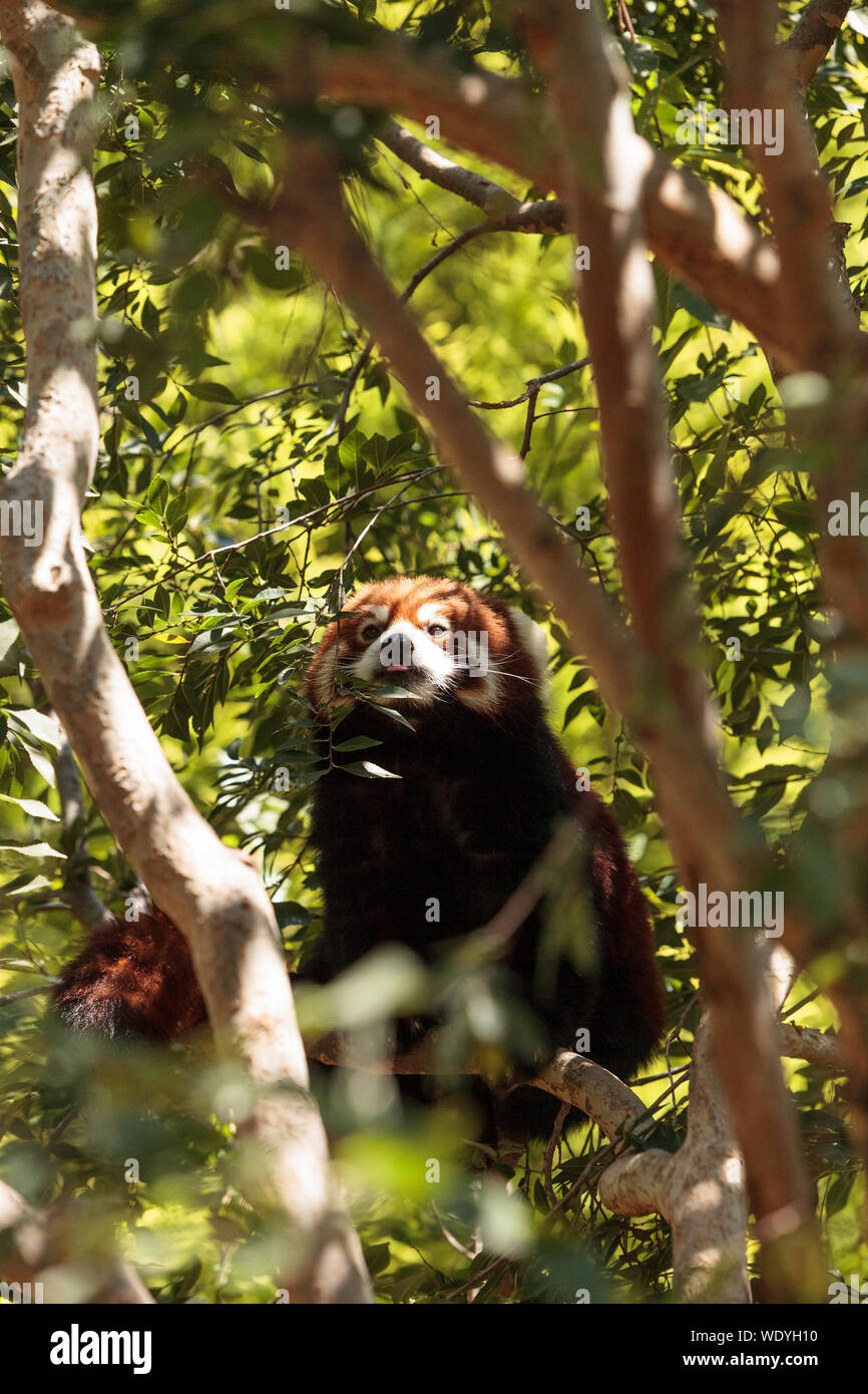Tree red panda hi-res stock photography and images - Alamy