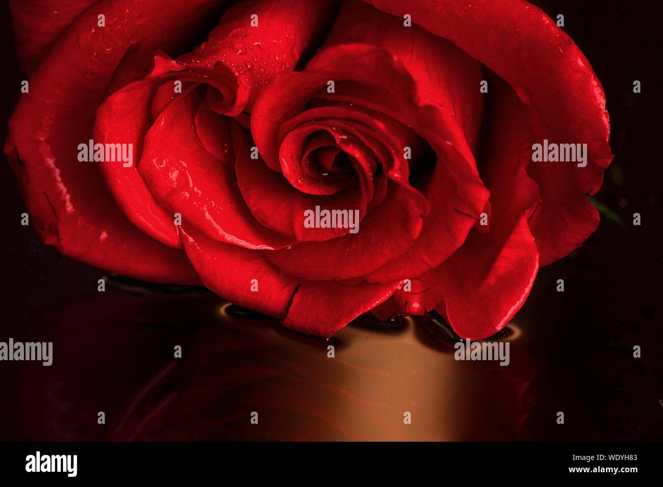 Red rose blurred background hi-res stock photography and images - Alamy