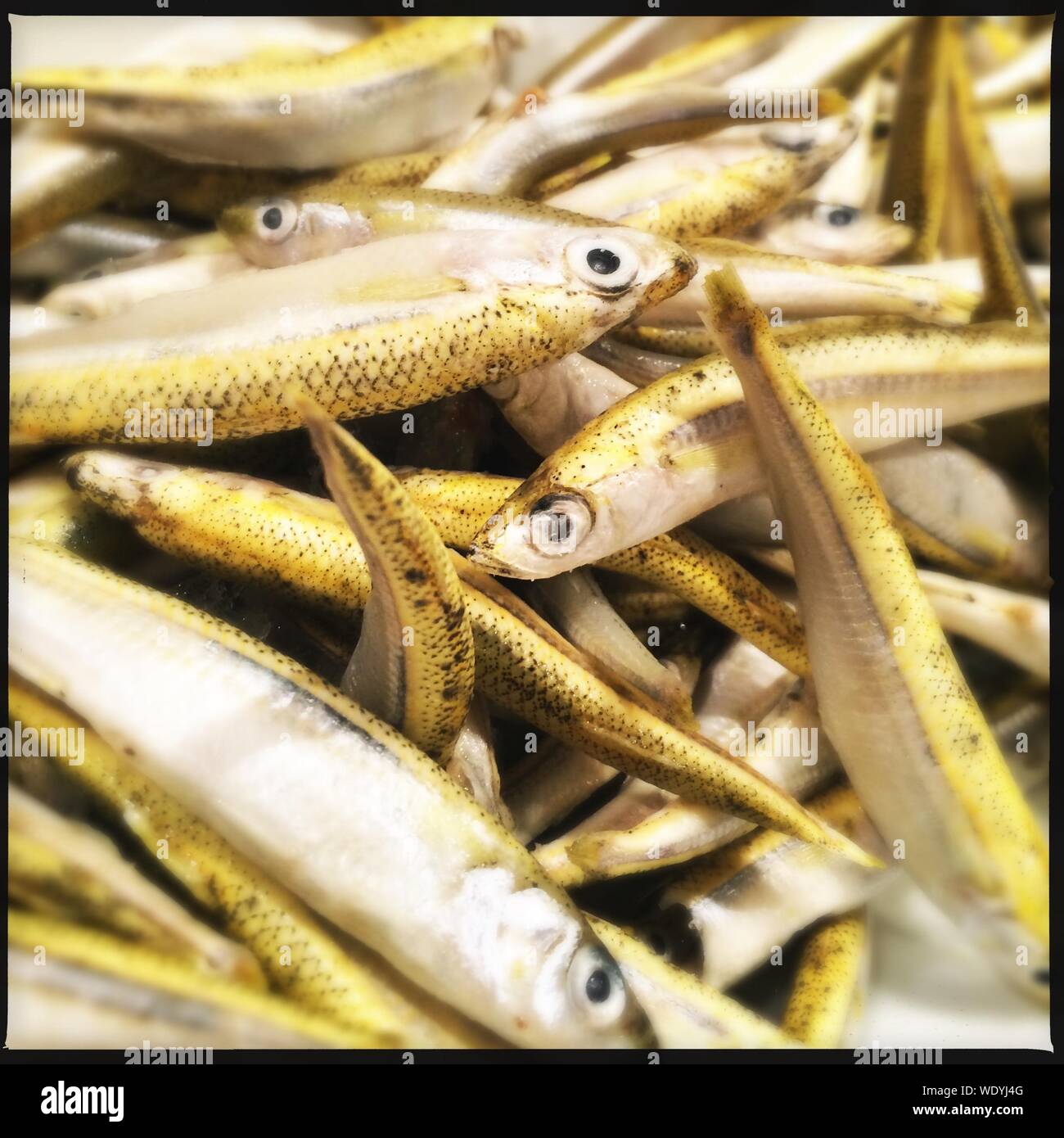 Yellow fishes hi-res stock photography and images - Alamy