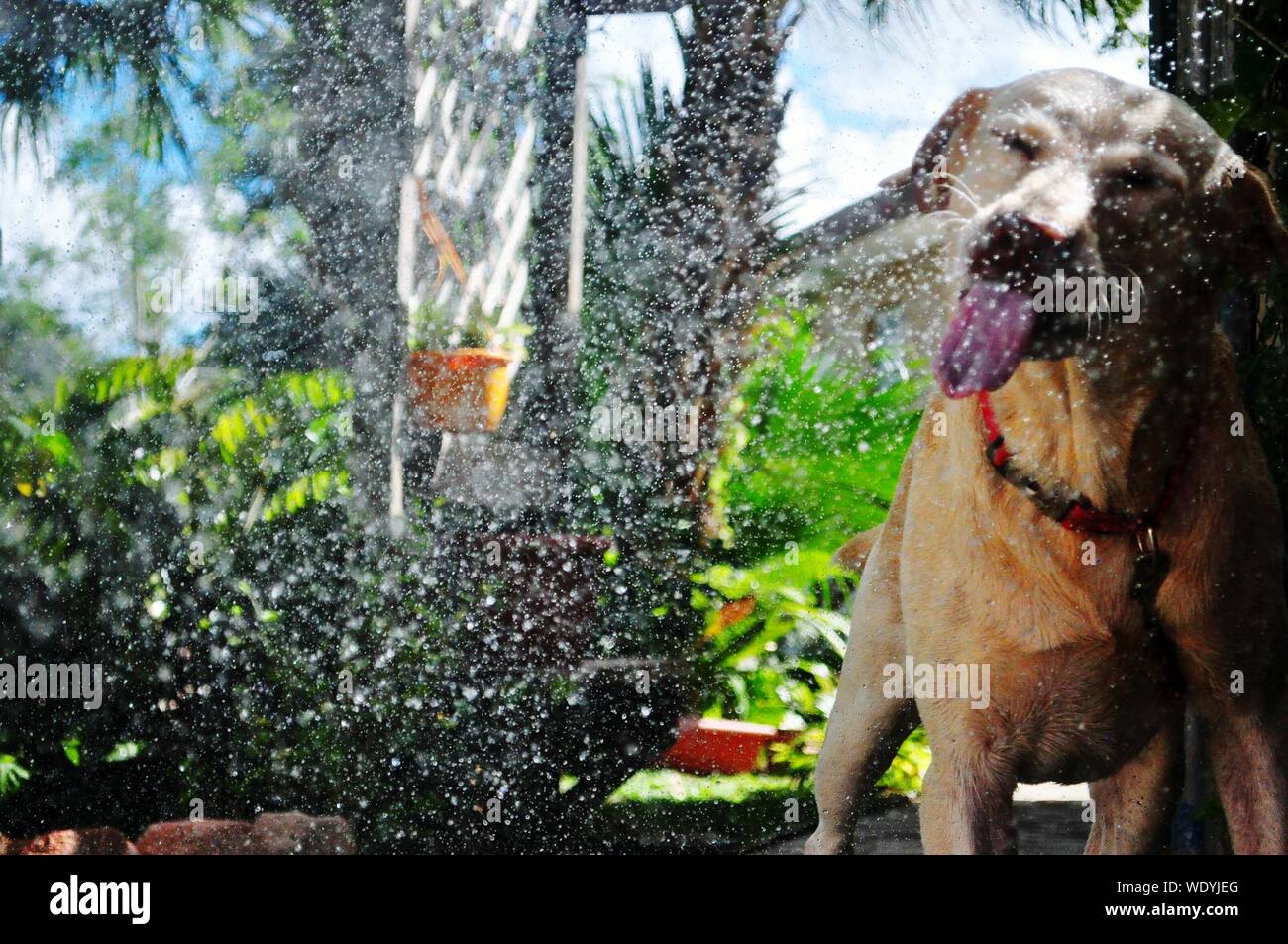 Water Spraying On Dog At Yard Stock Photo - Alamy