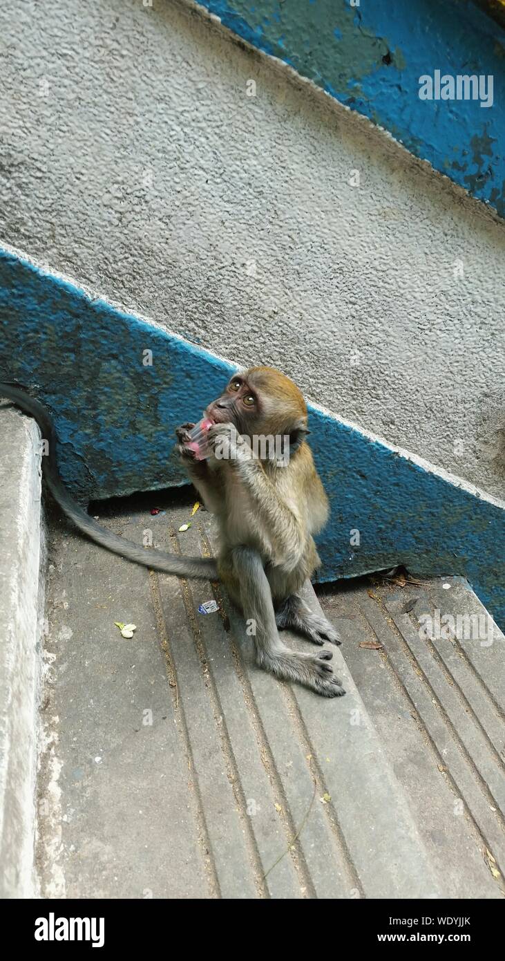 Monkey Stairs High Resolution Stock Photography and Images - Alamy