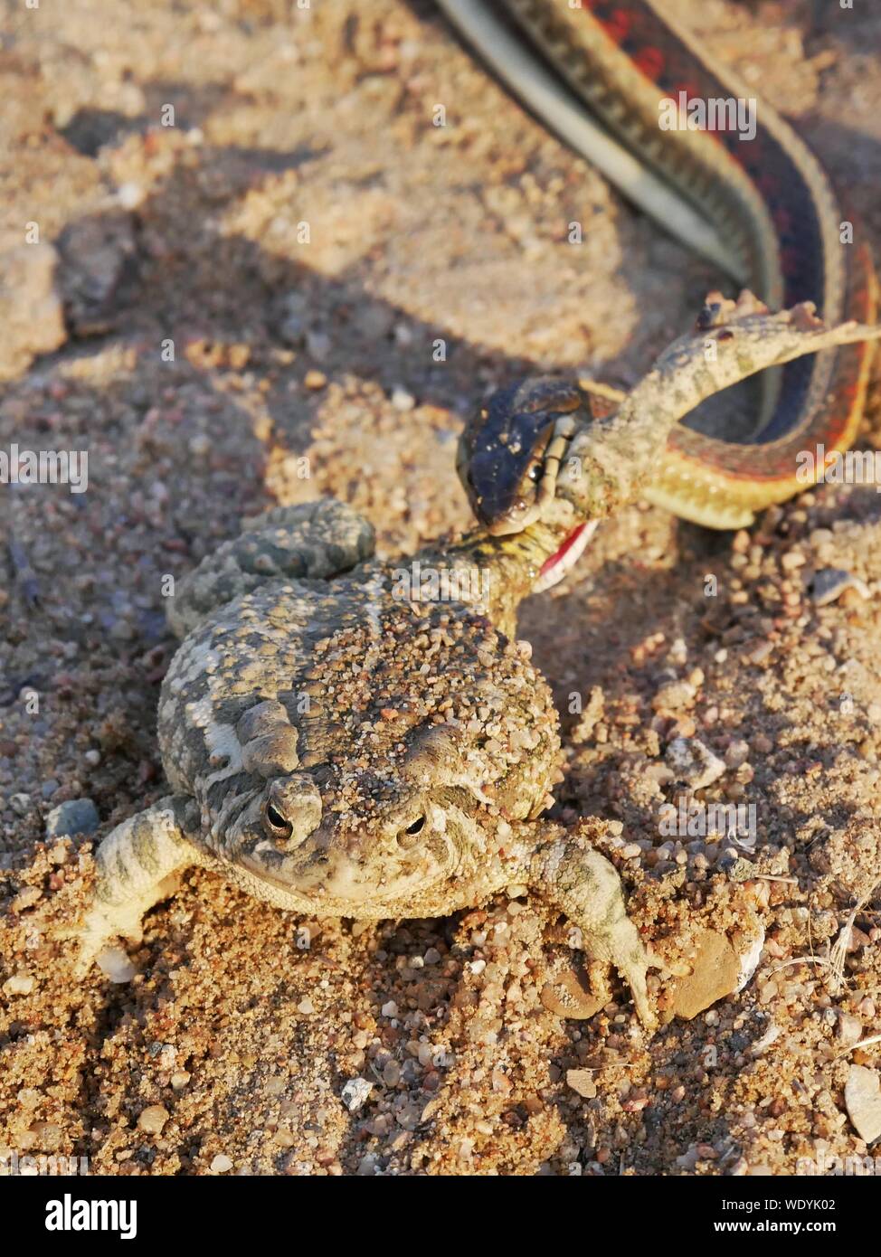 Biting snake hi-res stock photography and images - Alamy