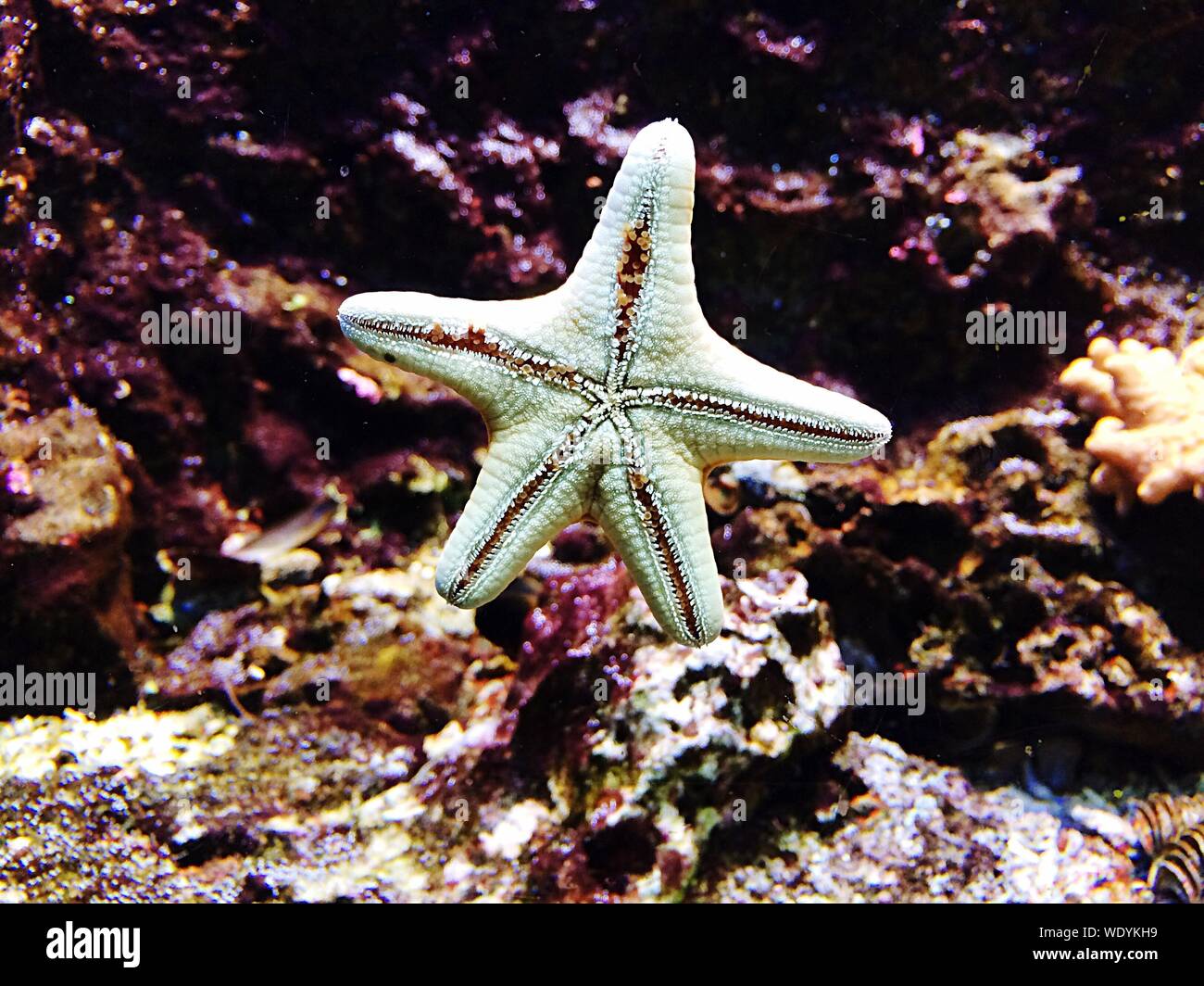 Starfish underwater hi-res stock photography and images - Alamy