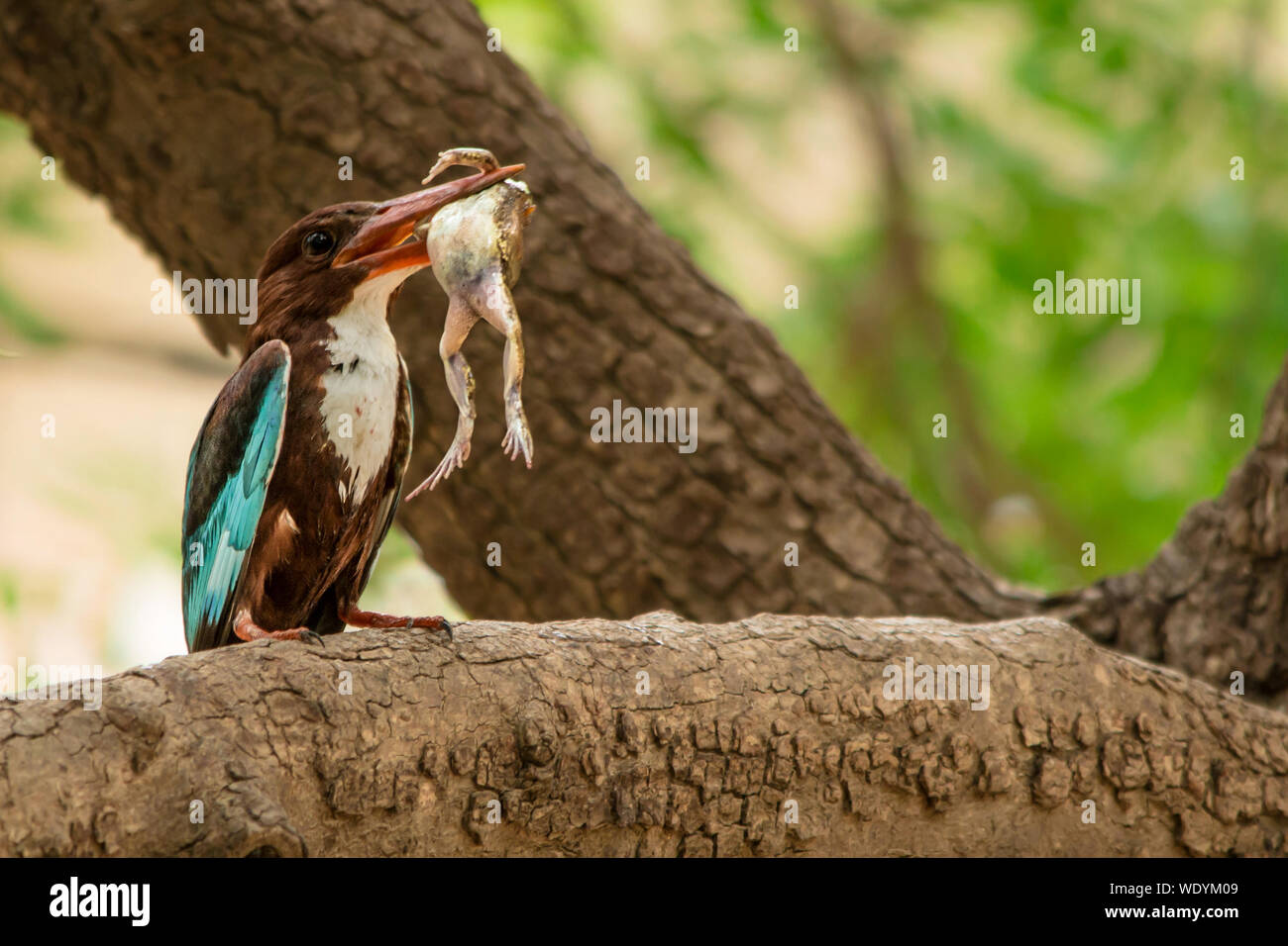 Animal dead bird hi-res stock photography and images - Alamy