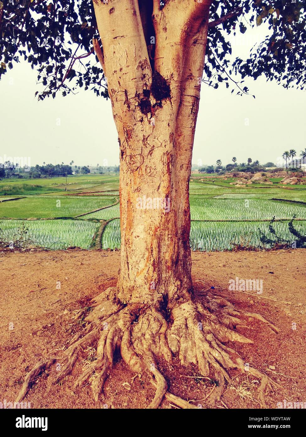 Its roots are large hi-res stock photography and images - Alamy